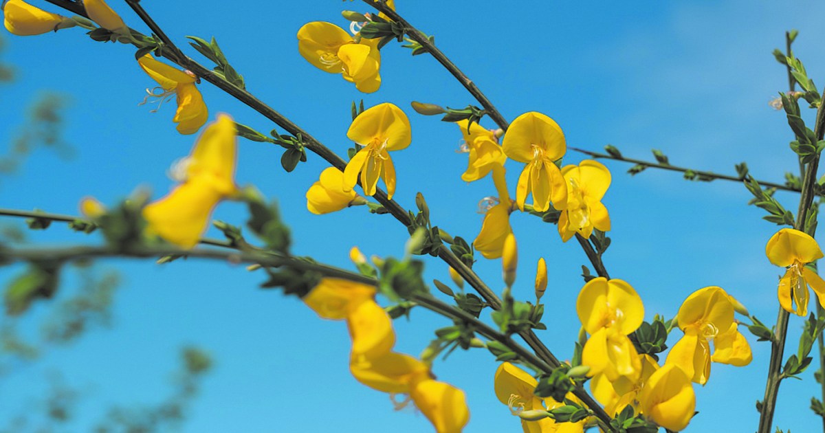 Jardín: El amarillo de la Retama, un adorno inconfundible - Diario Río ...