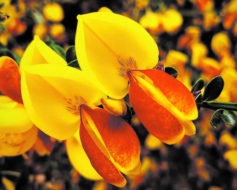 Jardín: El amarillo de la Retama, un adorno inconfundible - Diario Río ...