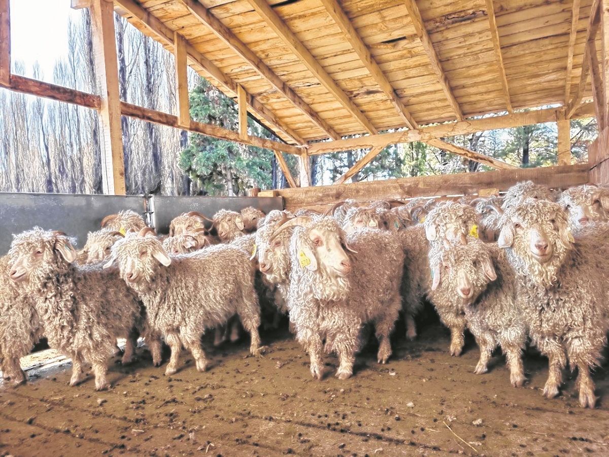 Expectativa por la próxima venta de mohair de chivos angora de Neuquén ...