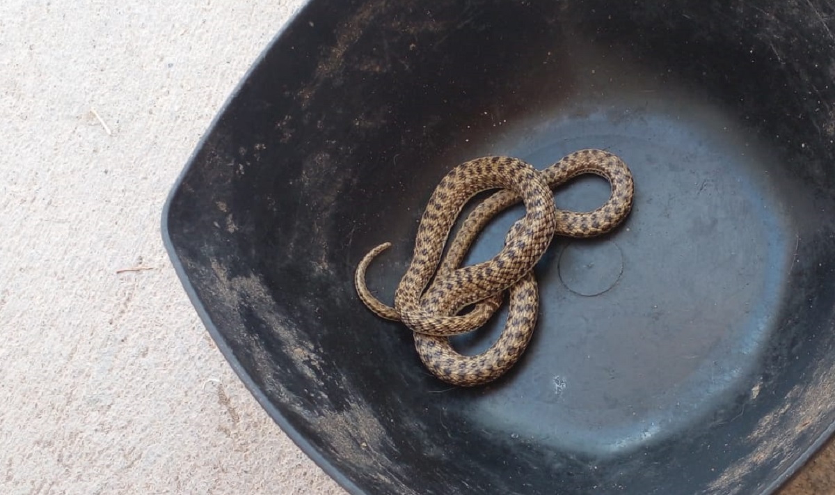 Visitantes exóticos en Cipolletti: encontró una culebra en su casa ...