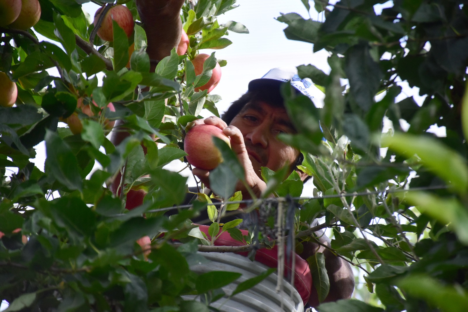 Temporada frutícola: el clima, un factor determinante en la cosecha de ...