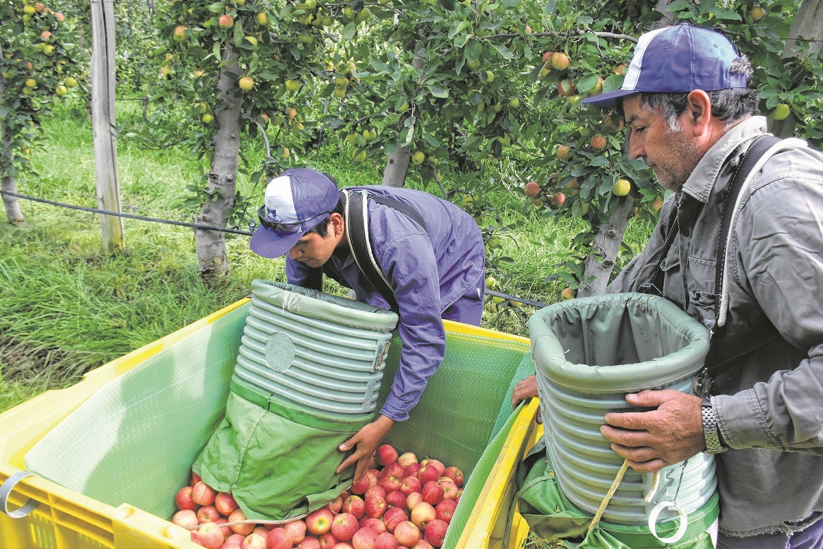 Temporada frutícola: el clima, un factor determinante en la cosecha de ...