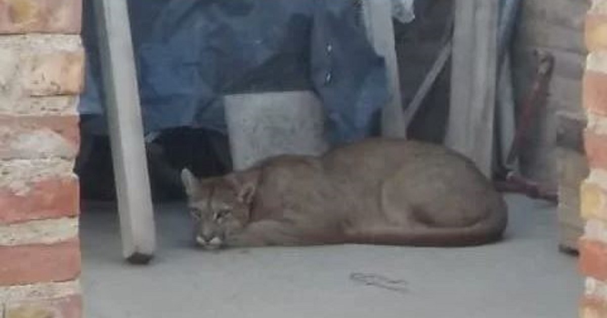 La trampa funcionó, pero el puma sigue suelto y una parte del Paseo ...