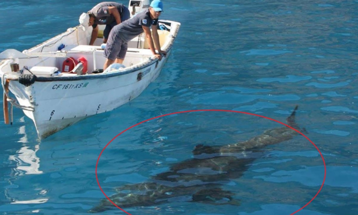 Un tiburón blanco enorme decapitó a un buzo en la costa de México - Diario Río Negro