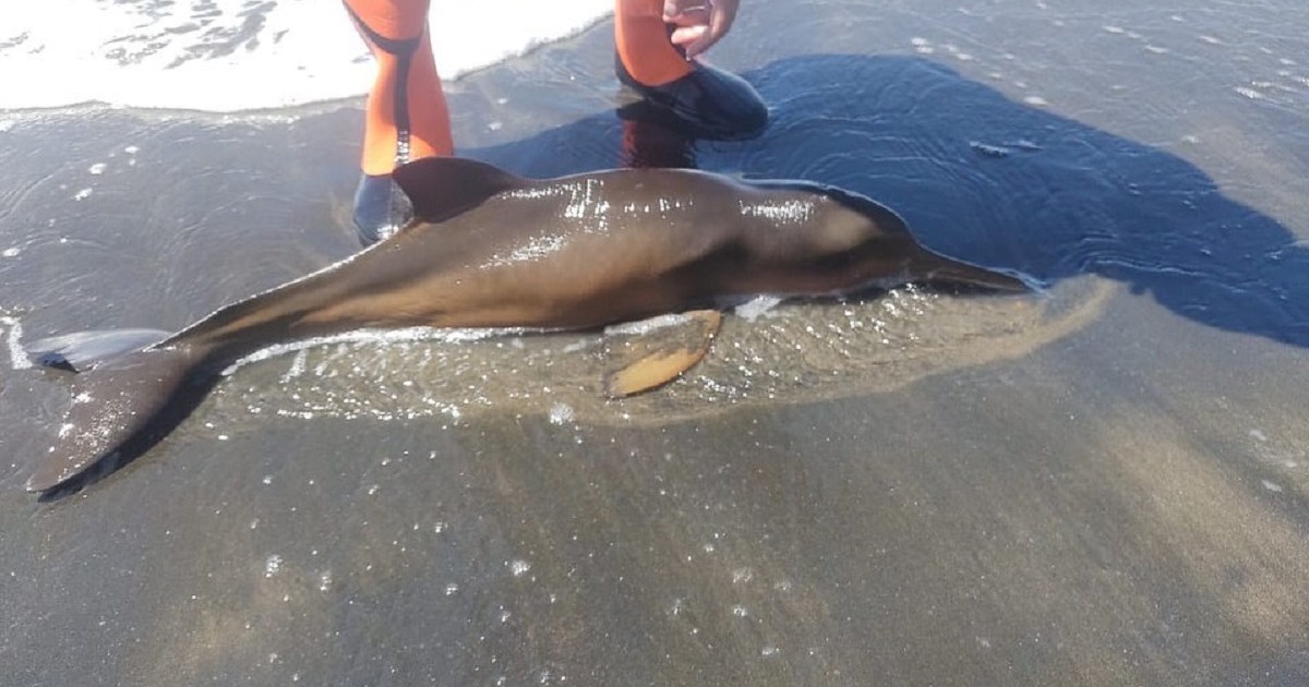Dramático rescate de un delfín al que tuvieron que masajear una hora ...