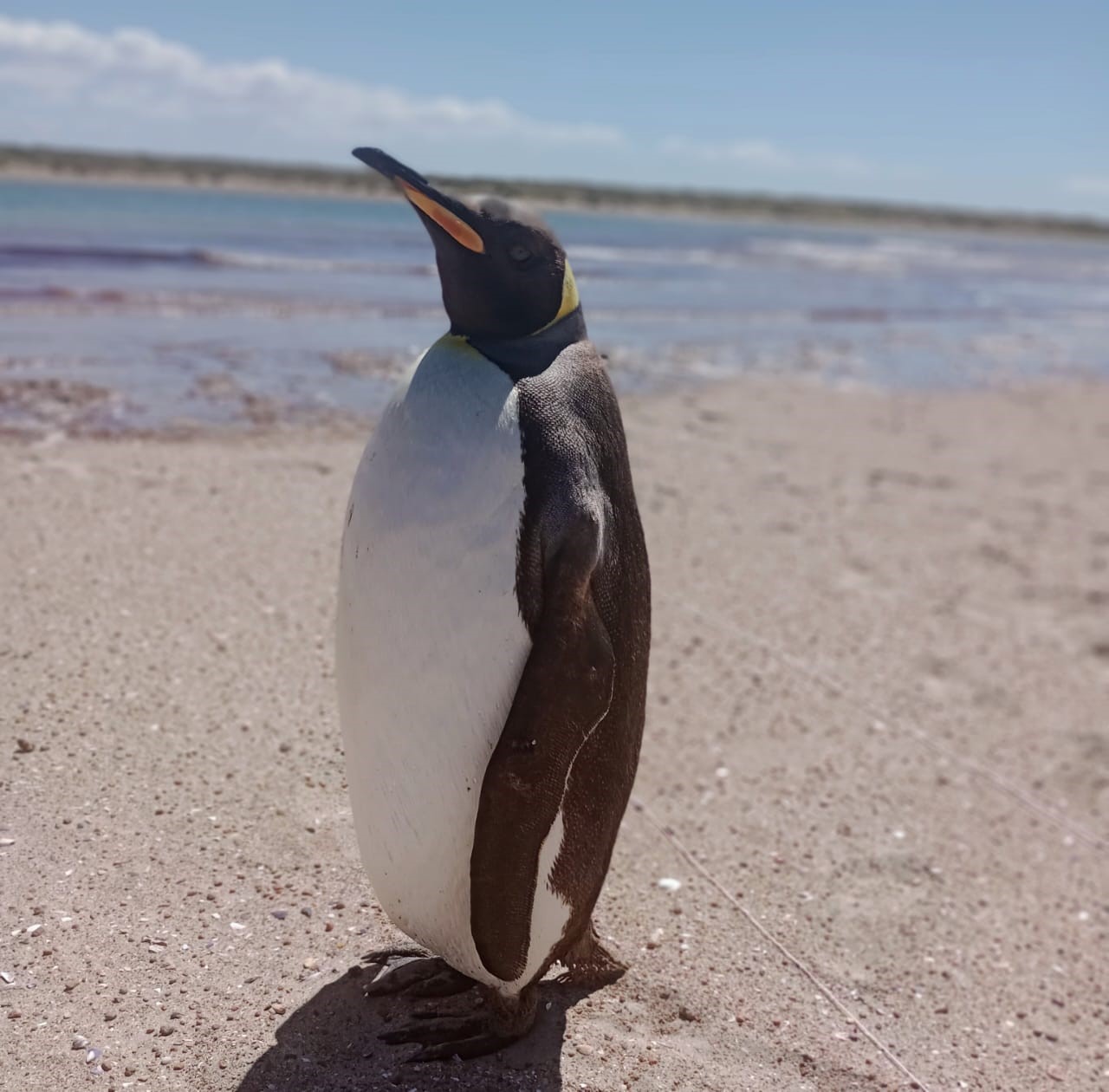 La visita inesperada de un pingüino emperador en Playas Doradas ...