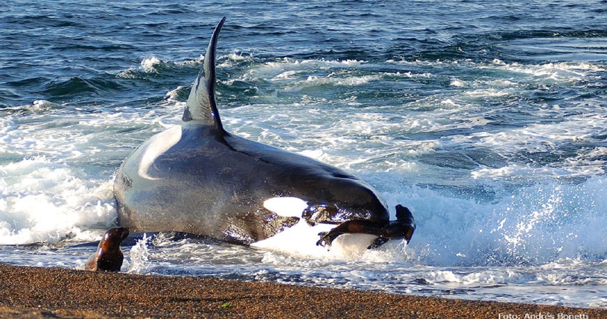 La historia de la orca Mel, el gran cazador: en su honor, hoy se ...