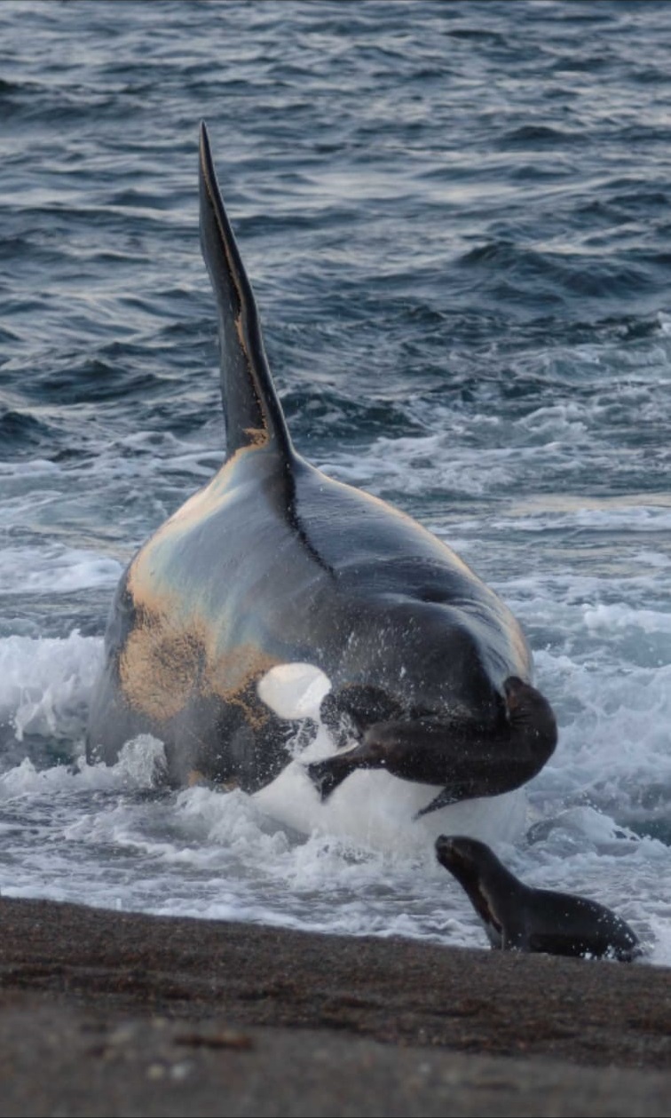 La historia de la orca Mel, el gran cazador: en su honor, hoy se ...