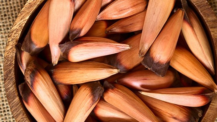 Recolección de piñones en Neuquén: parajes habilitados, cupos y ...