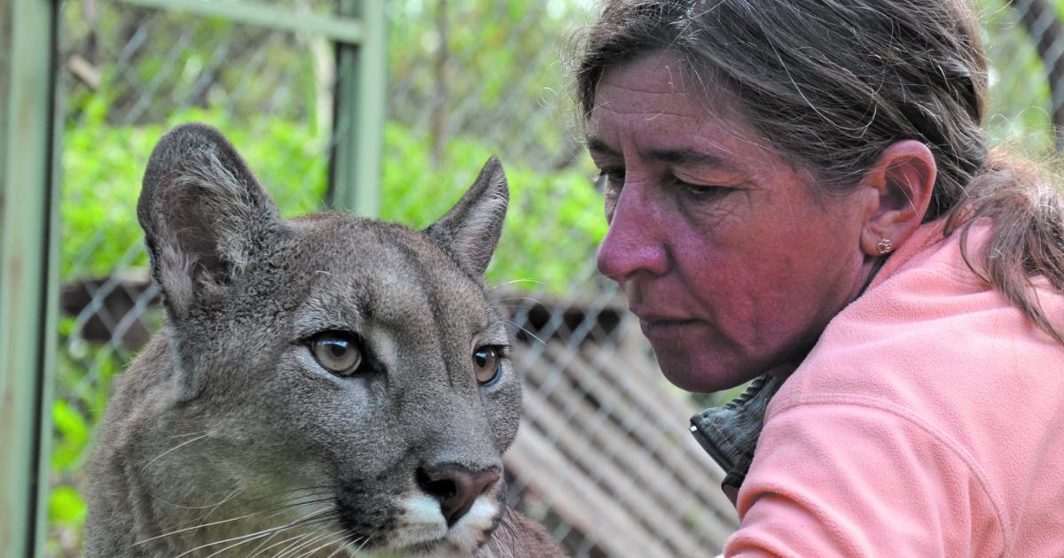La historia de Kai Pacha, la mujer que protege a los pumas - Diario Río ...