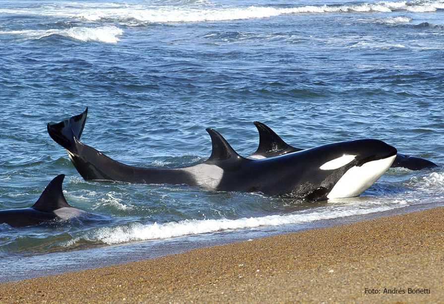 La historia de la orca Mel, el gran cazador: en su honor, hoy se ...