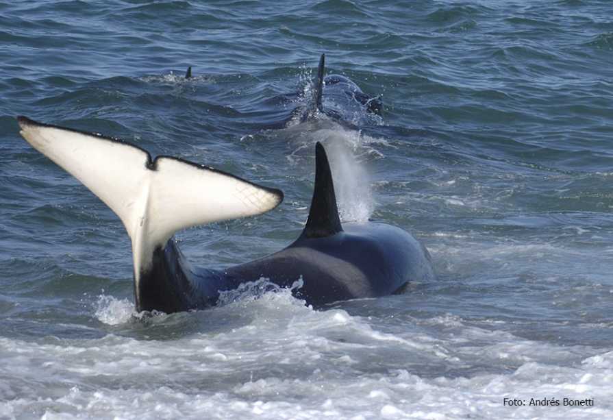 La historia de la orca Mel, el gran cazador: en su honor, hoy se ...