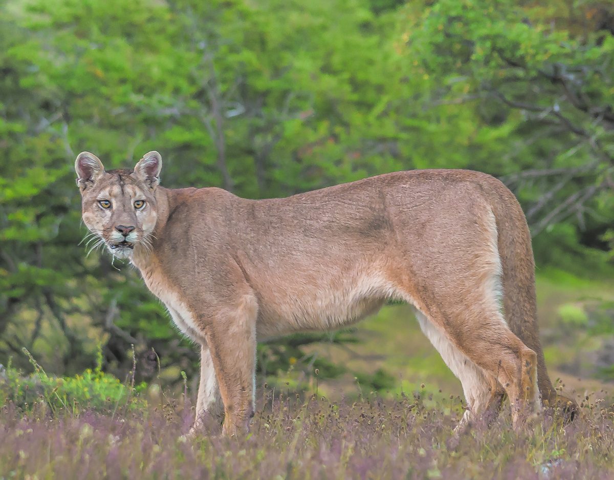 Gran sorpresa: se cruzaron con un puma en el medio de la ruta camino a ...