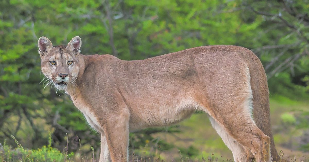 Gran sorpresa: se cruzaron con un puma en el medio de la ruta camino a ...