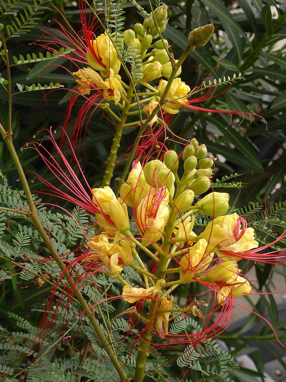 La popular “barba de chivo”que se destaca por su encanto - Diario Río Negro