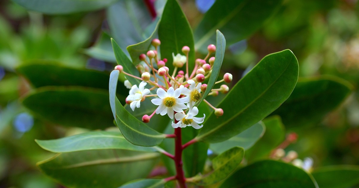 Canelo, el árbol nativo que adorna los paisajes patagónicos - Diario Río Negro