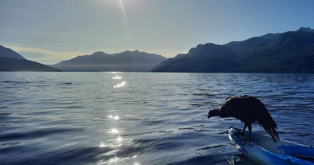 El cóndor que fue rescatado del lago Traful está bajo monitoreo y se ...