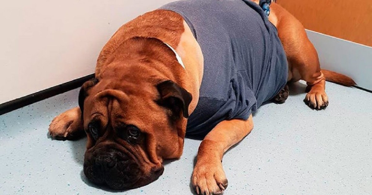 Su perro tiene cáncer terminal y adelantaron su casamiento para que ...