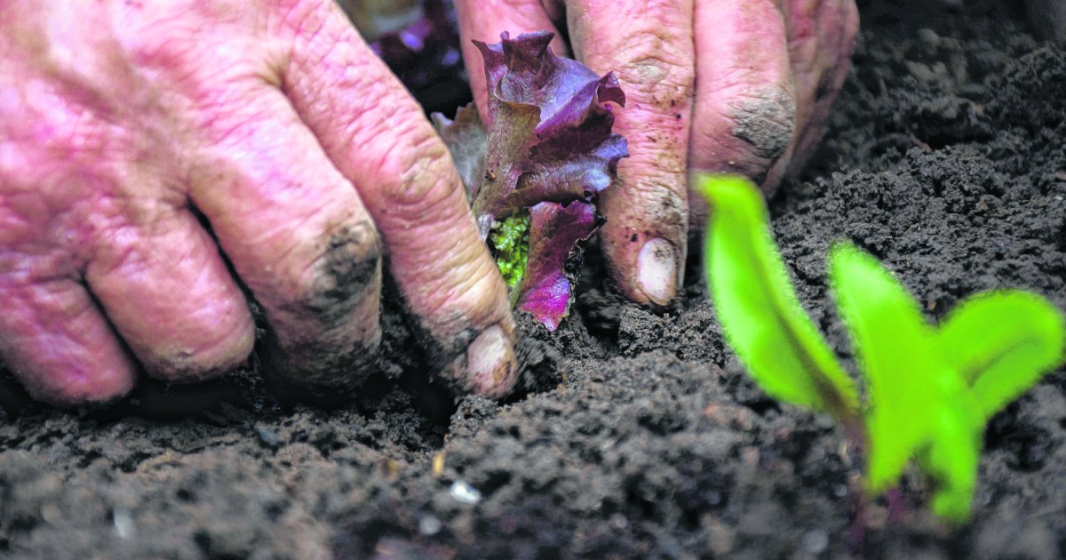 Las huertas familiares suman adeptos en Neuquén - Diario Río Negro