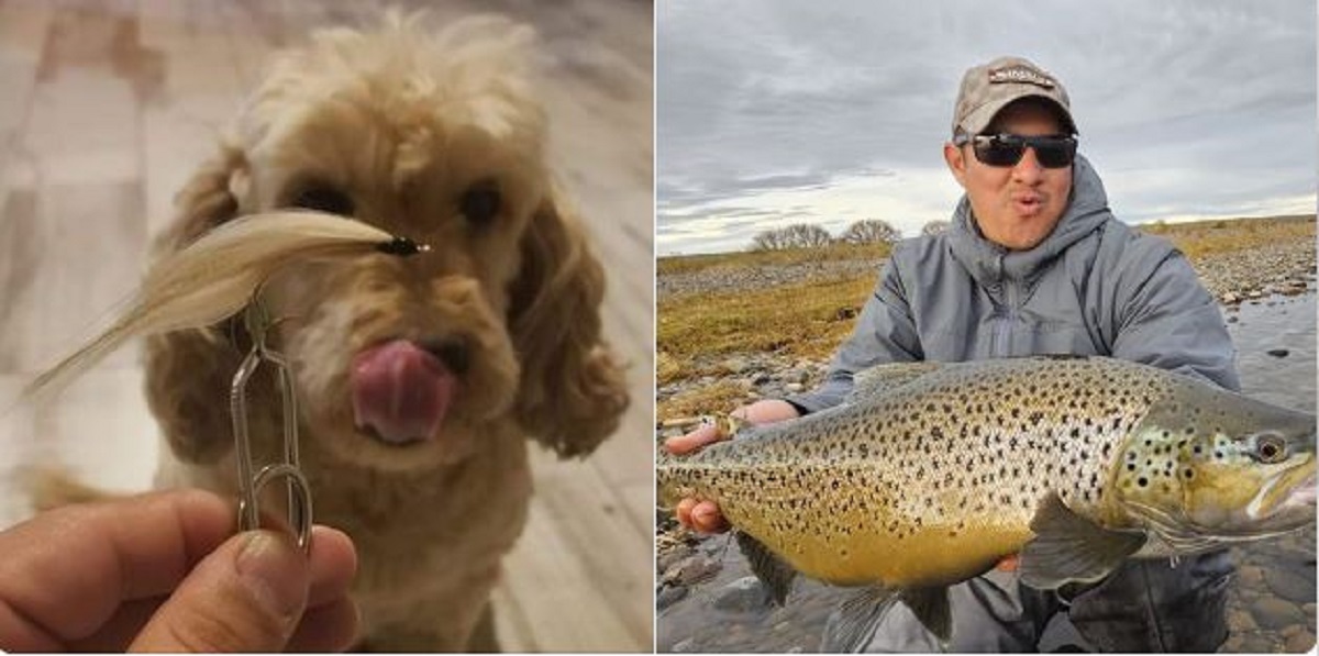 Ató una mosca con pelos de Uma y «desde el cielo de los perros» le ...