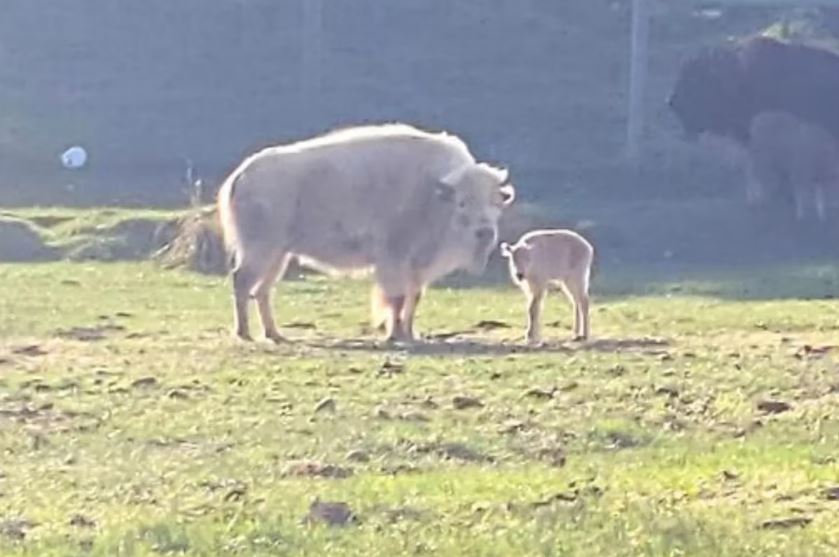 Un caso cada diez millones: celebran en Estados Unidos el nacimiento de ...