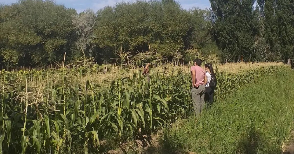 Fin de semana con feria agroecológica en una chacra de Vista Alegre ...
