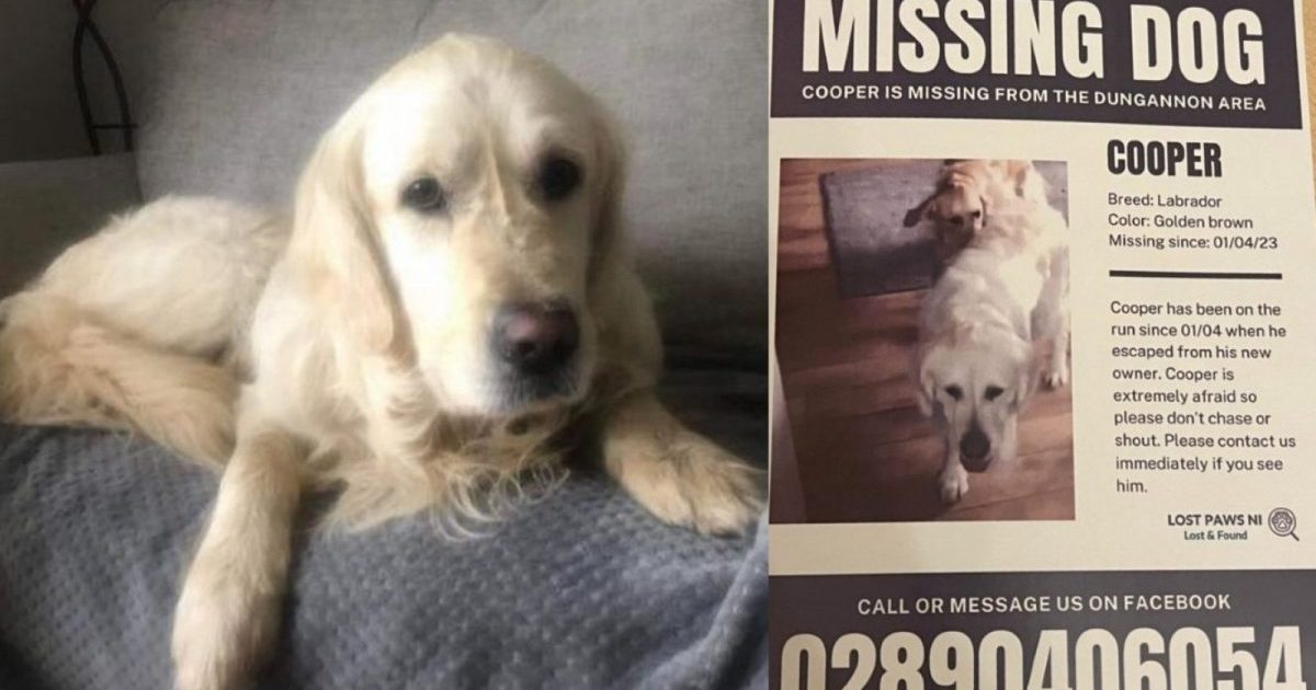 La historia de Cooper, el perro que caminó 27 días para llegar a su ...