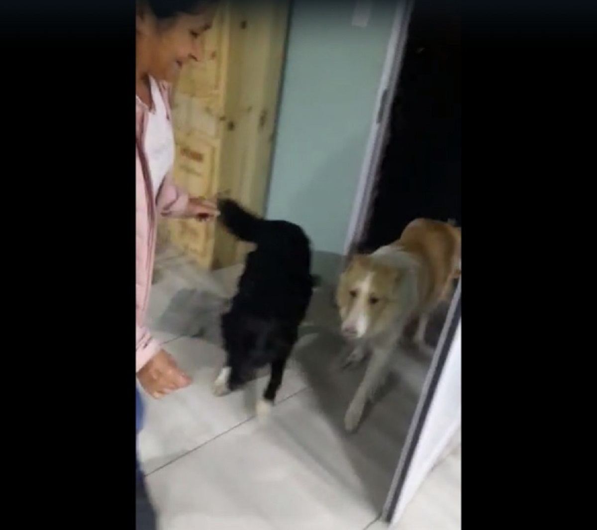 El momento en el que «Jack» el perro más buscado del norte de Neuquén ...