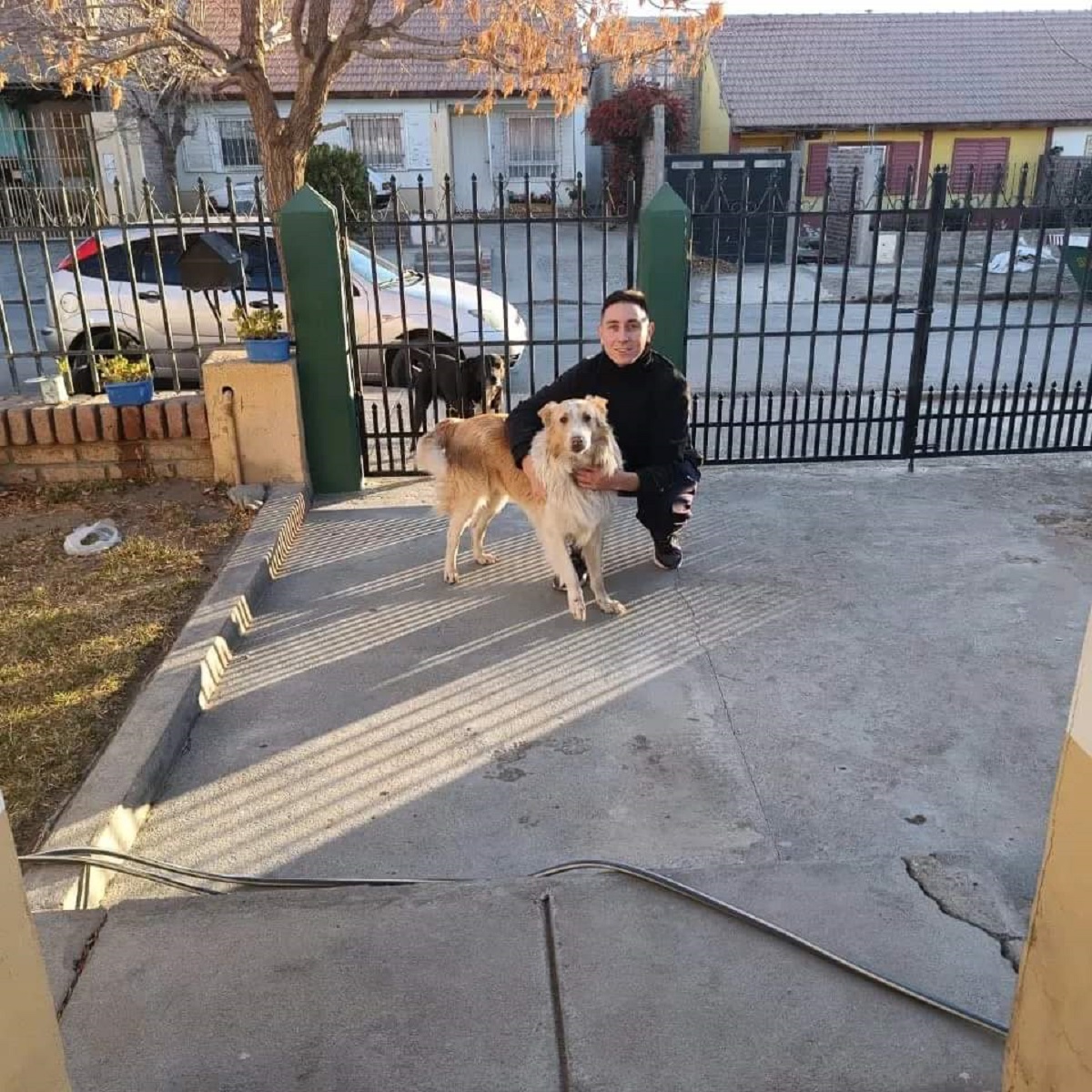 Apareció «Jack», el perro más buscado y querido de Andacollo: ¿Dónde ...