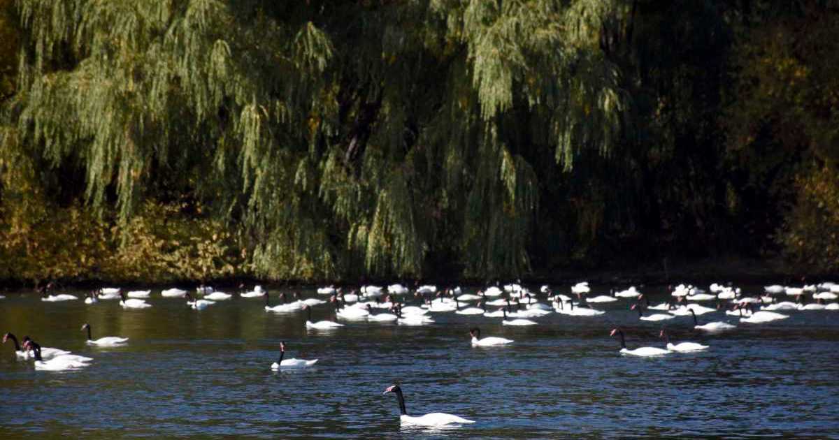 La cara del río Neuquén que quedará a la vista a la altura del club ...