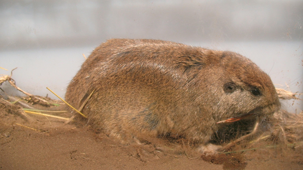 Describen dos nuevas especies de roedores tuco-tucos que habitan en ...