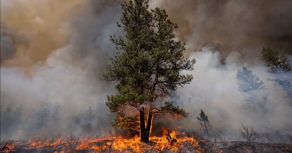 Combatiendo el fuego con fuego - Diario Río Negro