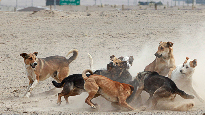Sigue en terapia la joven trabajadora atacada por una jauría de perros ...