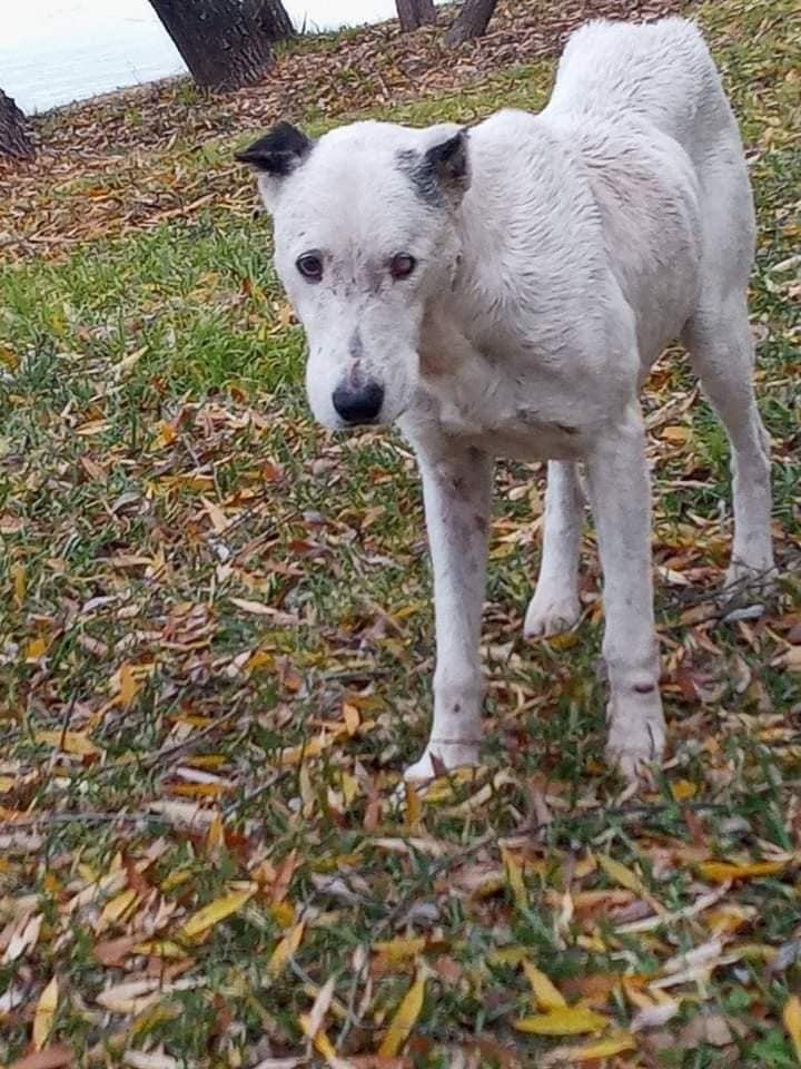 Amigo fiel: Blanquito, el perro que cruzaba el río en Regina, para ...