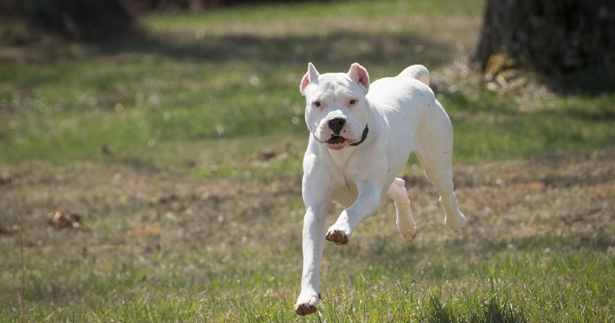 Dogo Argentino: historia, comportamiento y cuidados de la raza - Diario ...