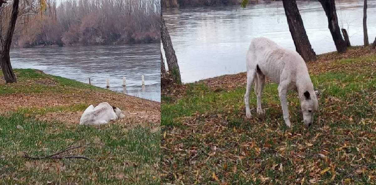 Amigo fiel: Blanquito, el perro que cruzaba el río en Regina, para ...