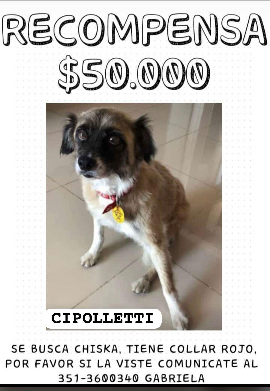 Buscan a Chiska, la perra cordobesa que se perdió en Cipolletti: su ...