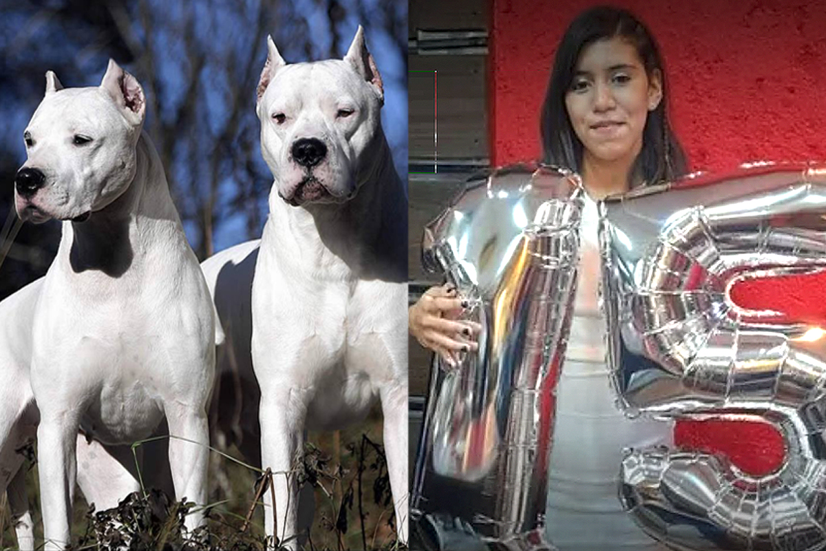 El duro relato del vecino que apuñaló a los dos dogos en Córdoba: «Me siento mal» - Diario Río Negro