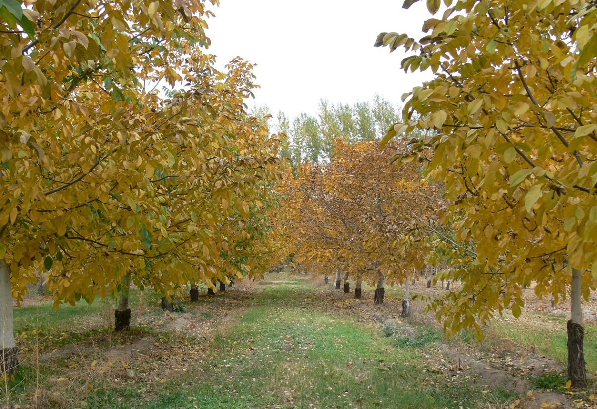 Nogales y aceite de nuez, un emprendimiento con sello del Valle Medio ...