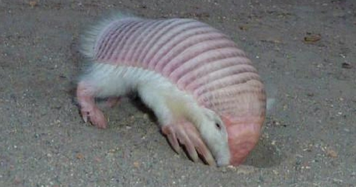 Hallaron en Añelo un animal pocas veces visto: ¿Qué especie es ...