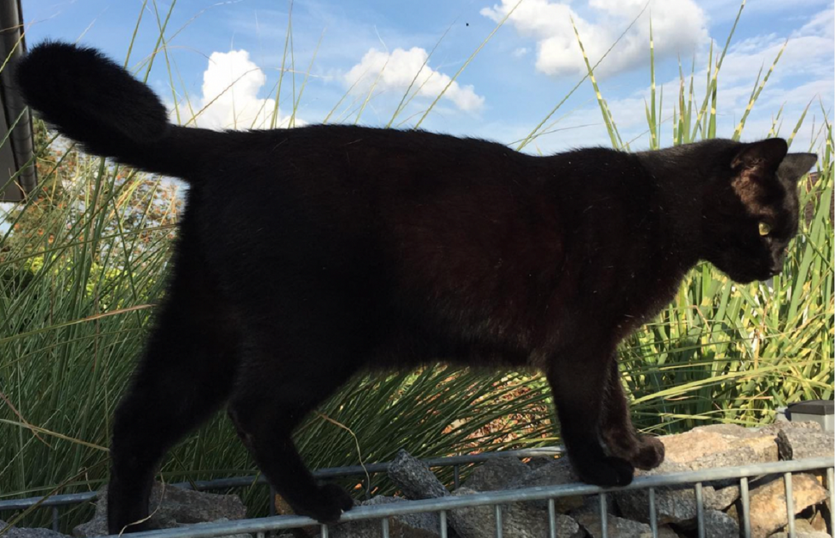 Pépito the cat: el animal que mantiene en vilo a twitter con sus ...