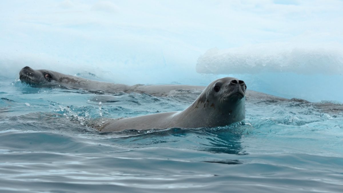 Cuáles son las focas que ayudan a los piojos a sobrevivir en la ...