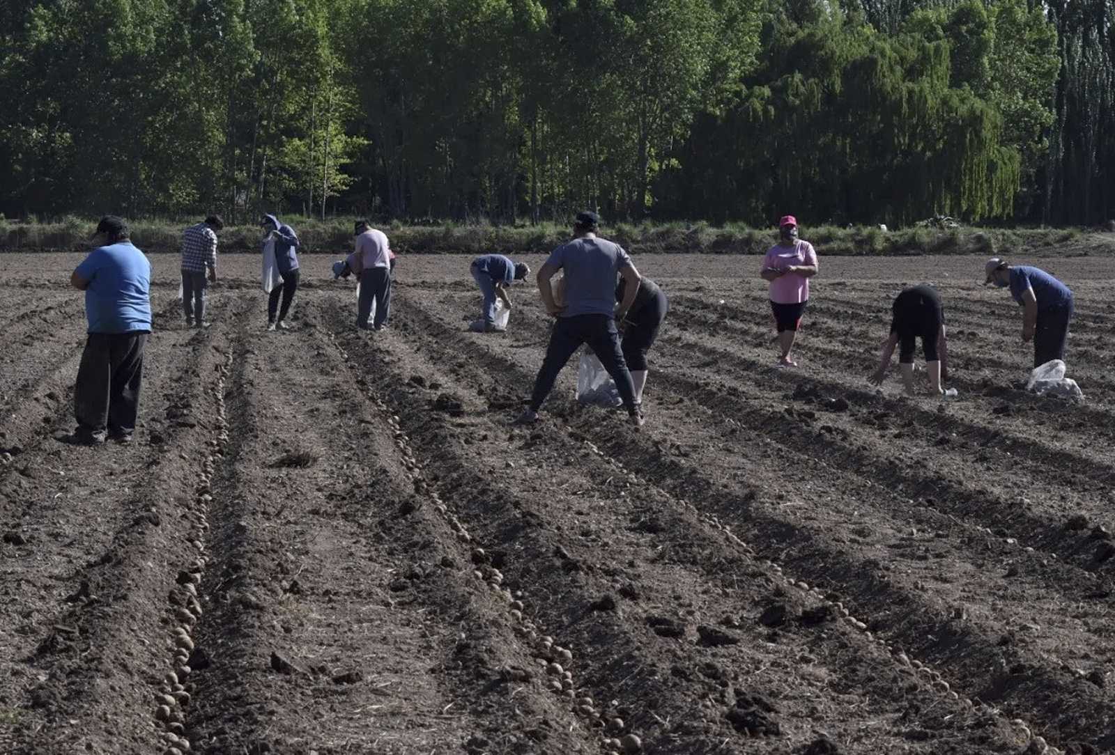 El lúpulo es la gran promesa productiva para Roca, entusiasma Felipe ...