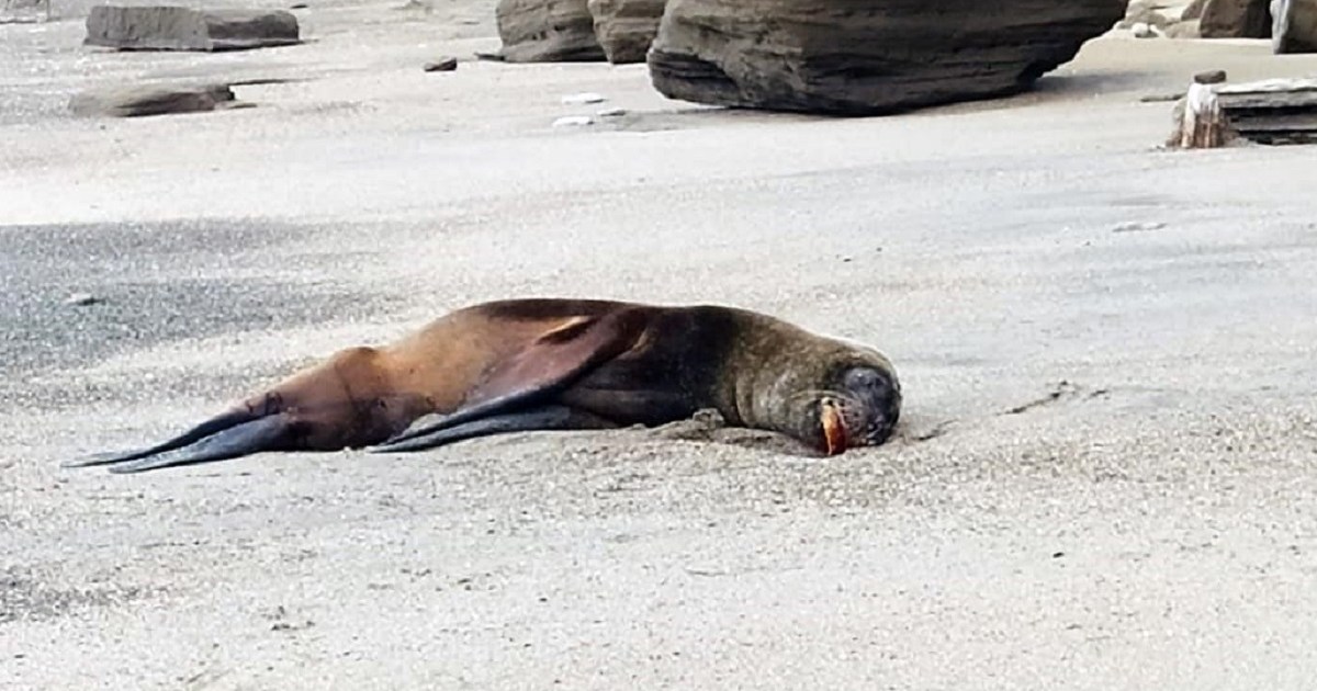 Gripe aviar en lobos: Esperan resultados de animales testeados en ...