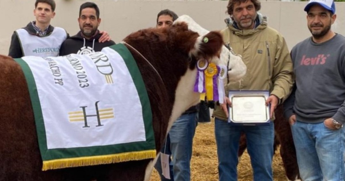 Emperador, el toro campeón de Río Negro en Palermo que no pudo volver a ...
