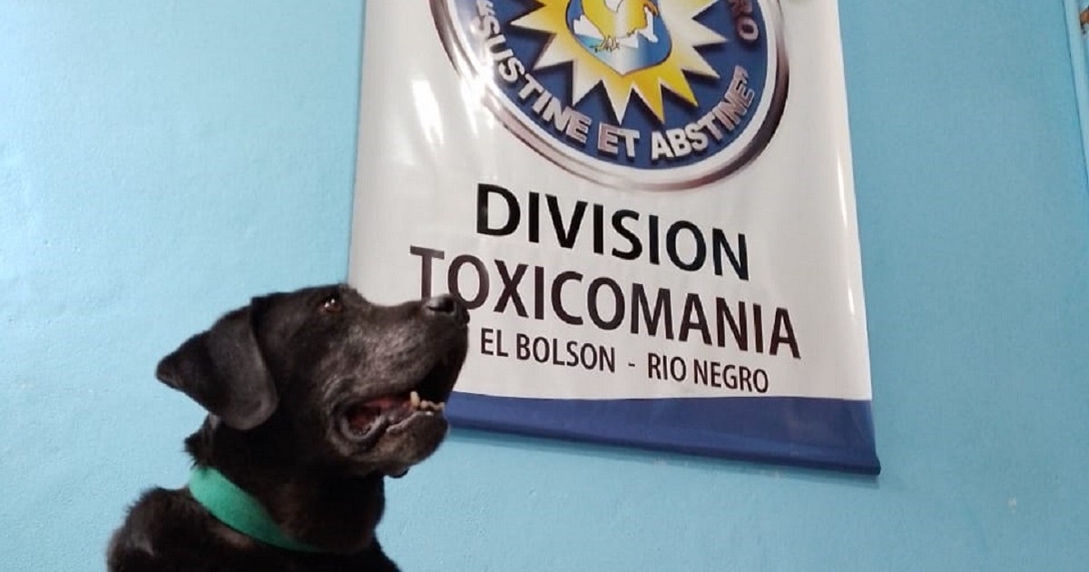 Antú, Charlie and Rocco, the dogs that will retire from the Río Negro ...