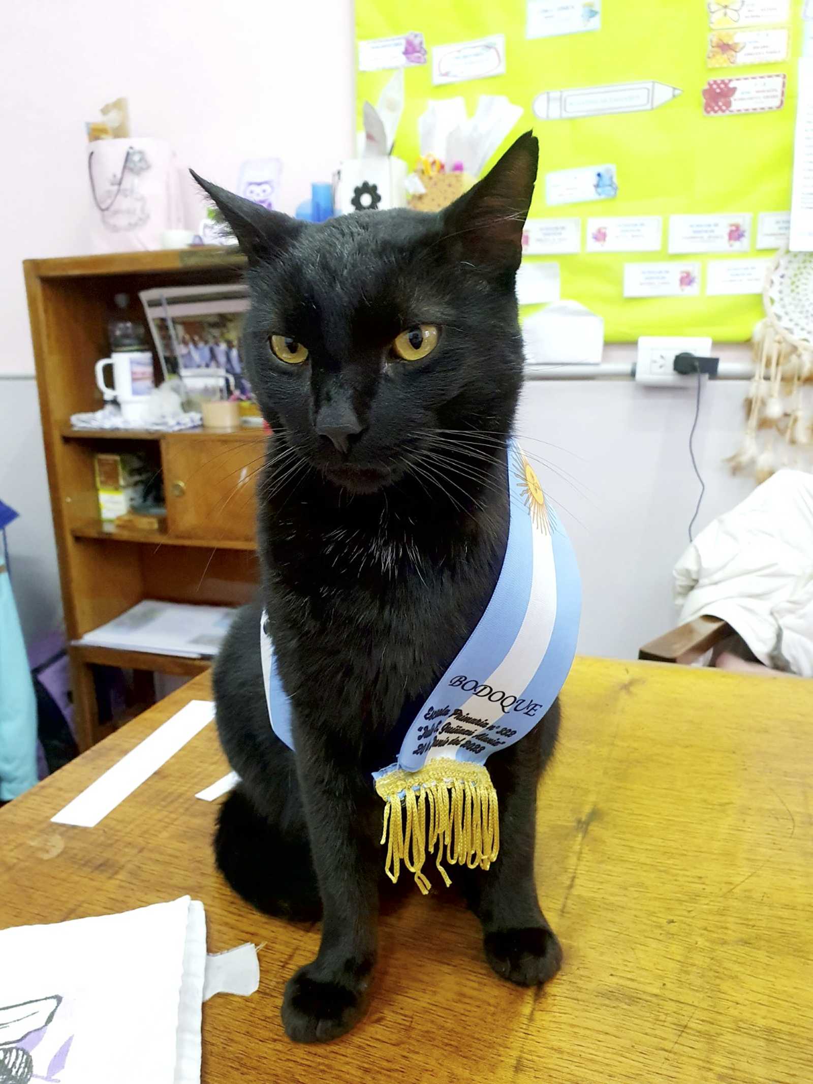 Video: Bodoque, el alumno más flojo y más mimado de Las Lajas - Diario ...