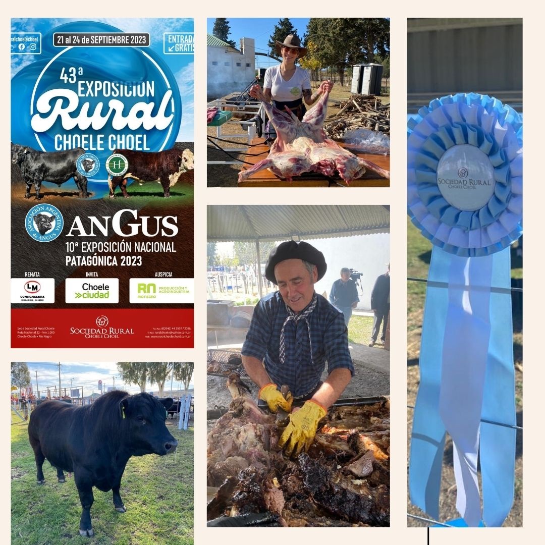El campo se muestra en la Expo Rural de Choele Choel - Diario Río Negro