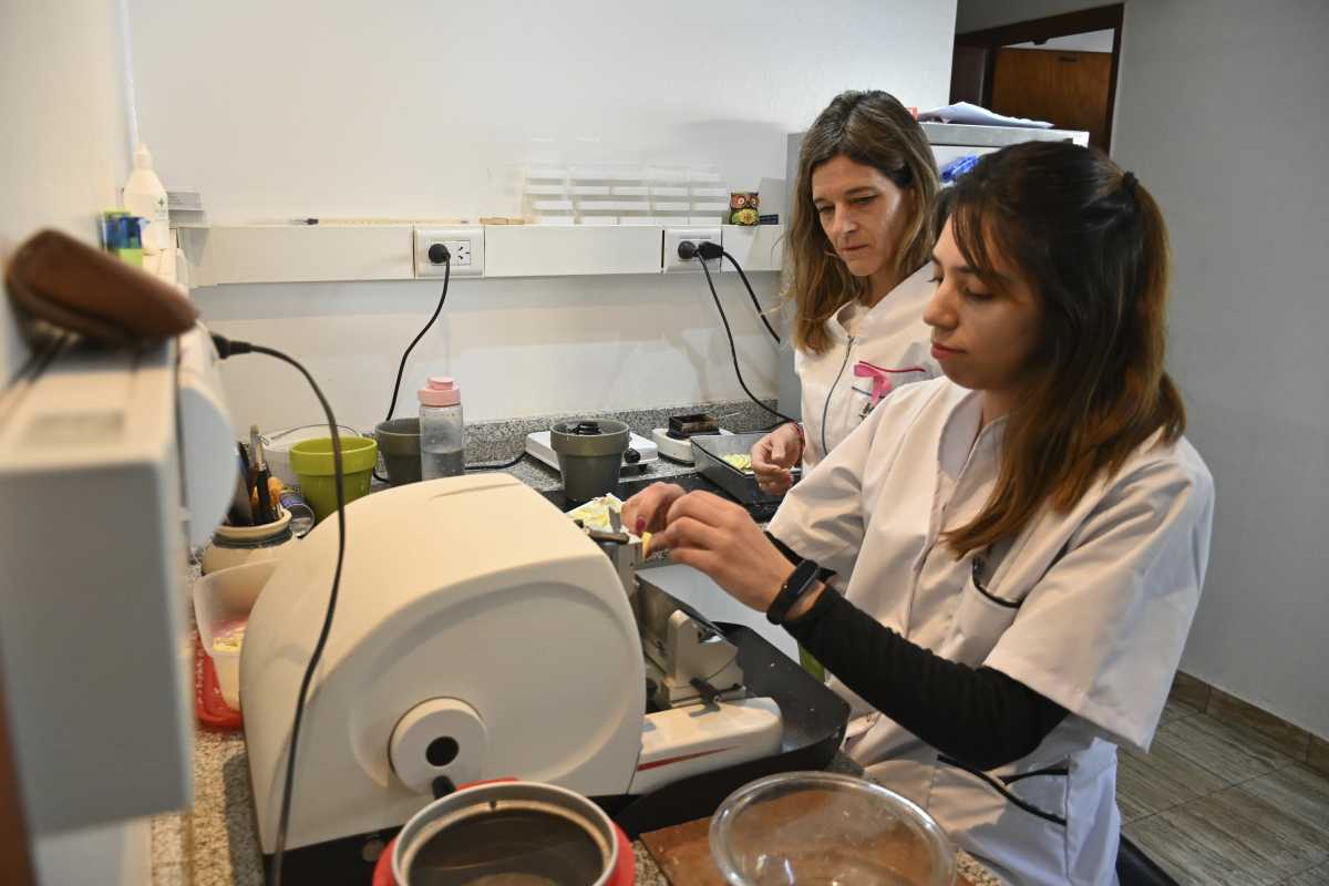 Cáncer de mama: patóloga de Roca colabora en la elaboración de una ...