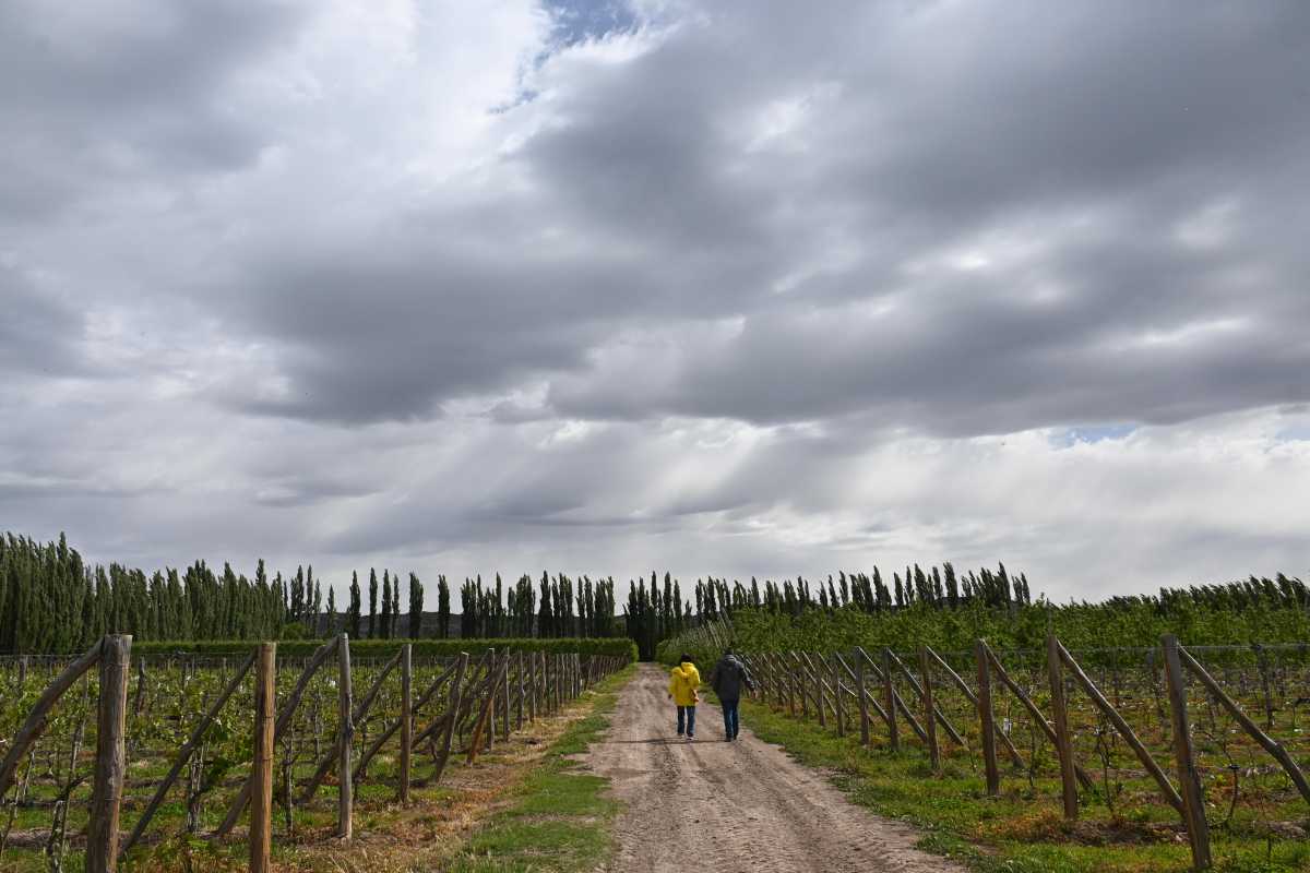 Bodega Moschini: un paseo por una bodega familiar de un pueblo de ...